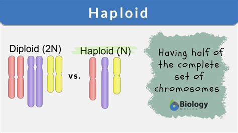 Haploid Definition Biology: Unlocking the Basics - Housing Innovations